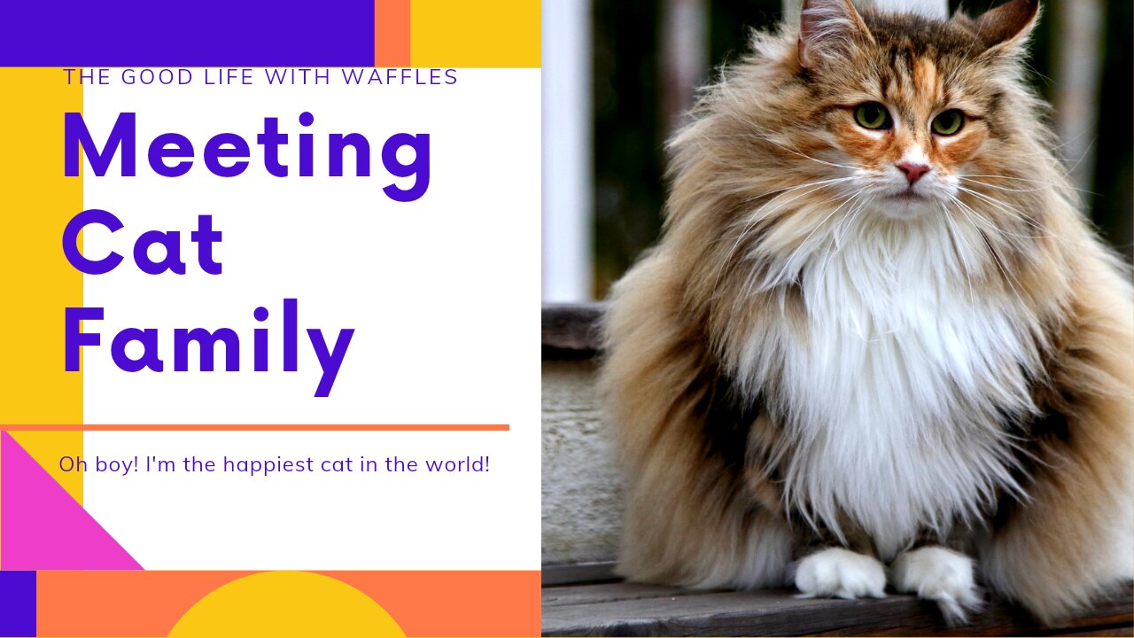 Cat reaction | funny cat