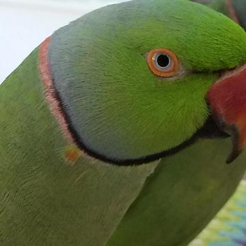Coco the Talking Indian Ringneck Parakeet (Parrot) Talking, Kissing and ...