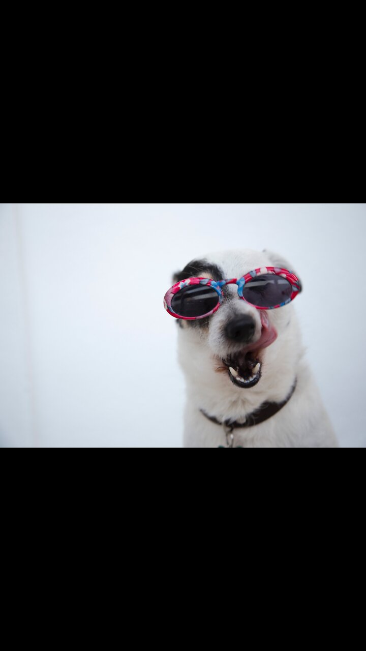 The Funny Smart Cute Animals