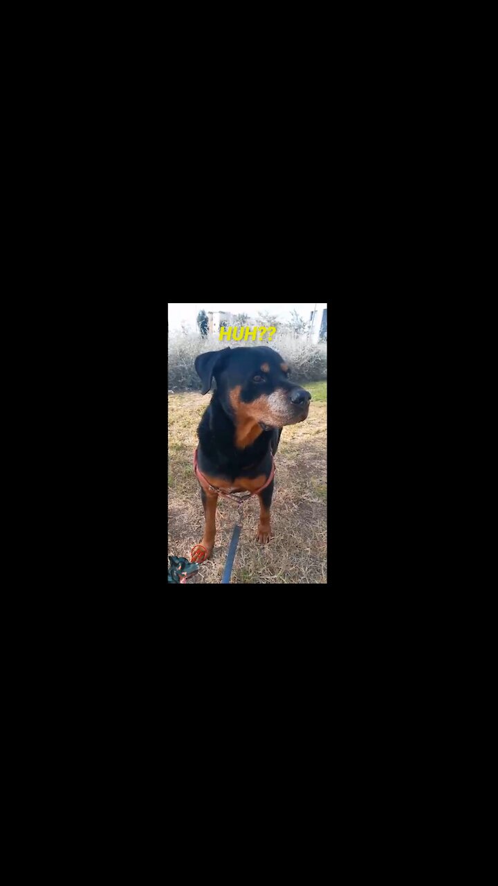 Rottweiler Andrew Looking Around in the Park :)