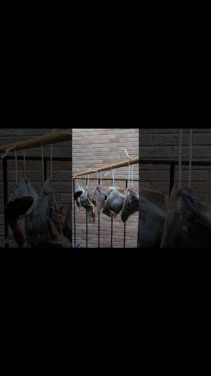 Salted Gator Blue fish💥🐟🐟