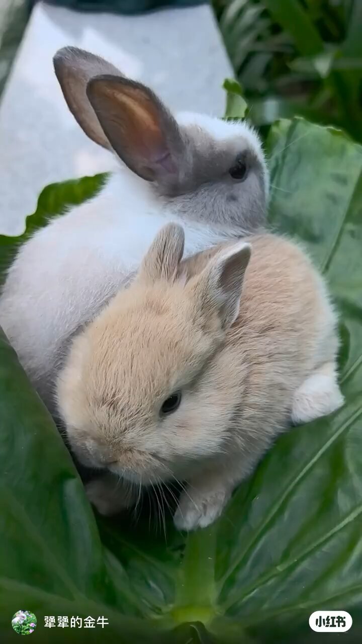 cute rabbit's