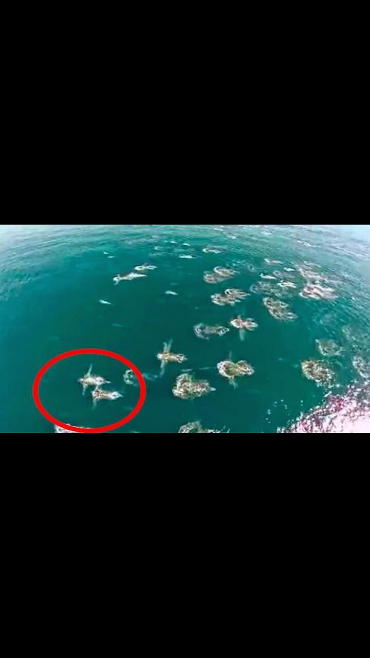 A strange video captured Mermaids swimming in the Minjiang River in China