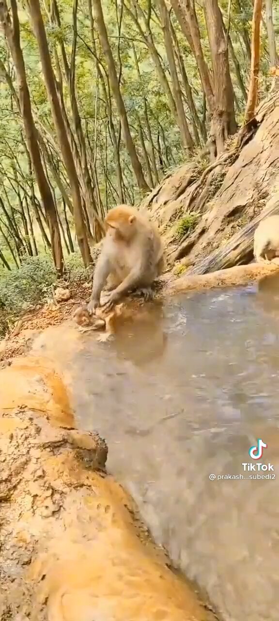Monkey baby crying 😭😭😭😭
