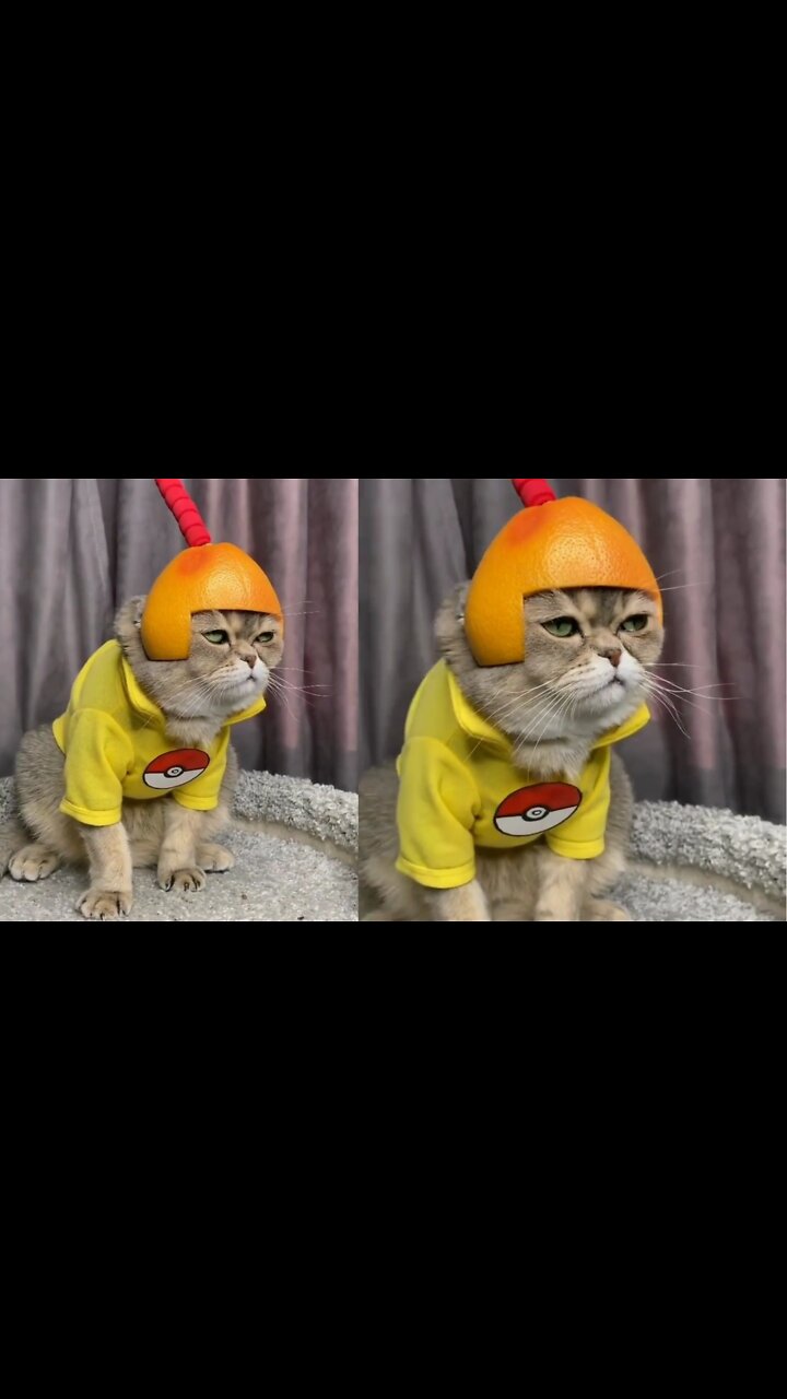 funny cat is wearing a Mozambi peel hat