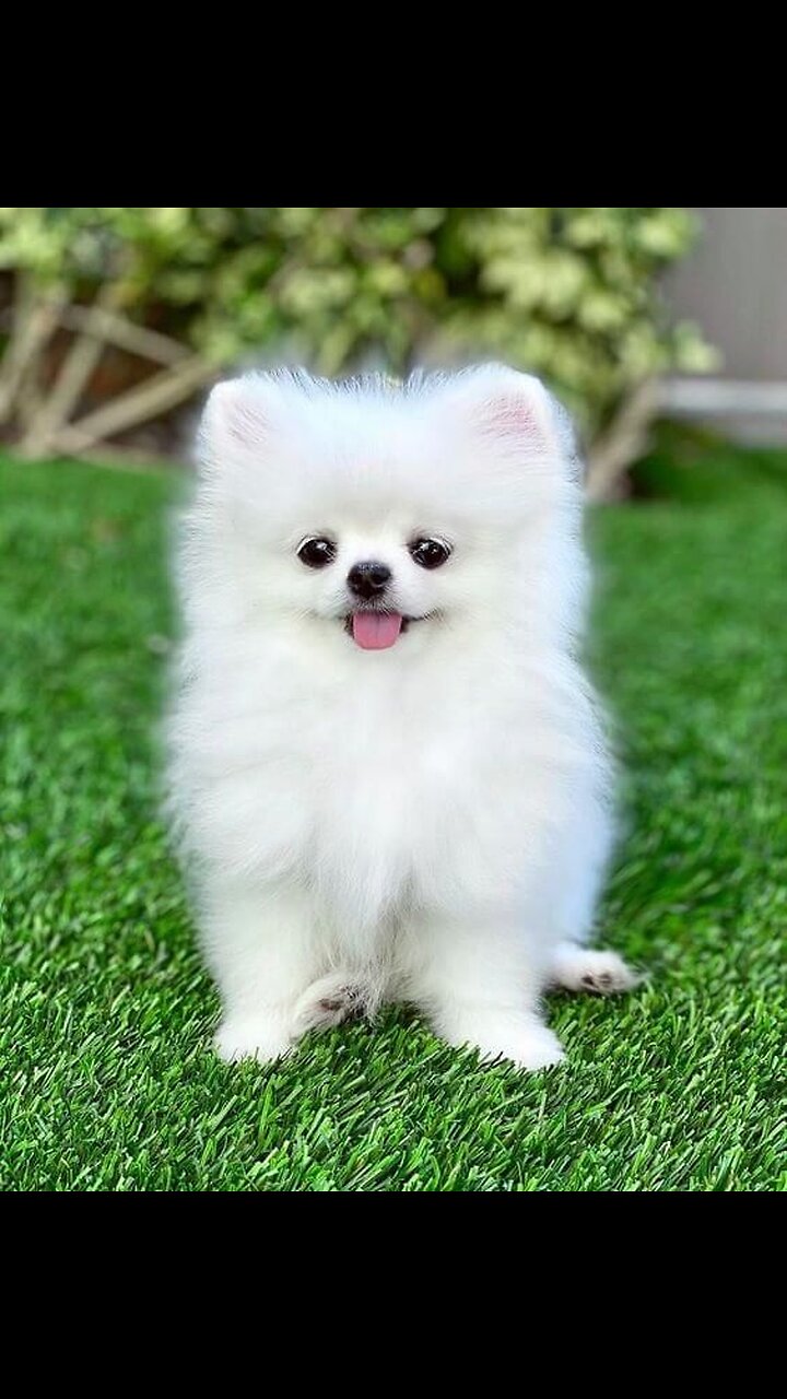 Cute white miniteacup Pomeranian puppy