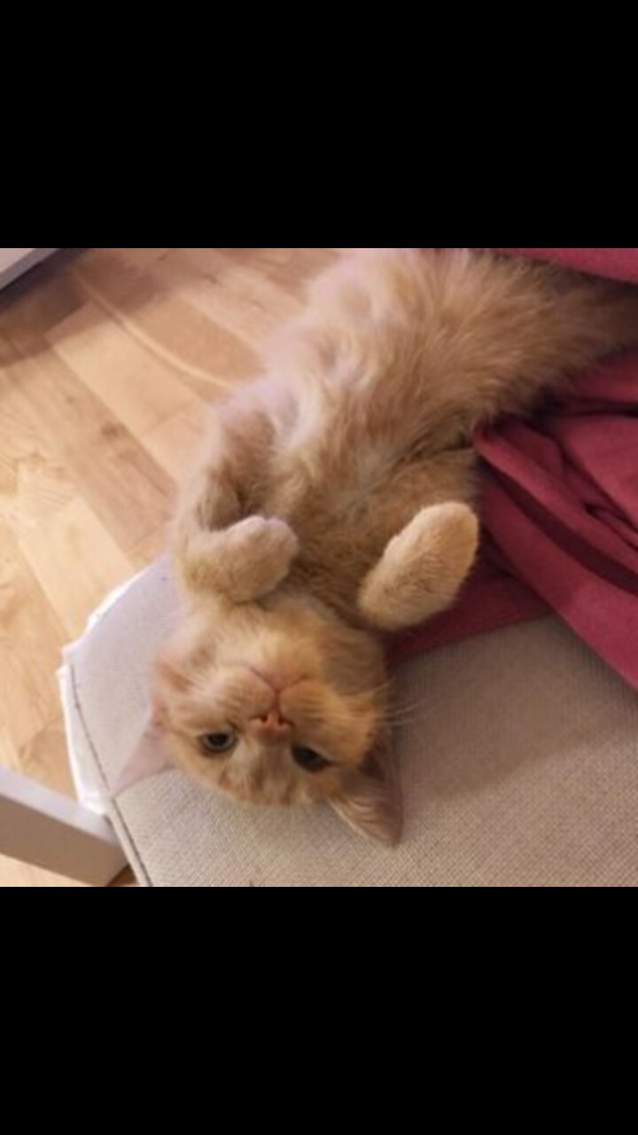 Real life Garfield | Tiger-like ginger fluffy cat daily routine