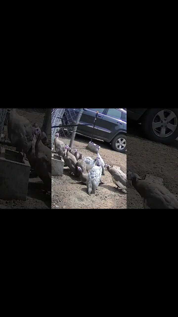 Guinea fowl keets starting free range life