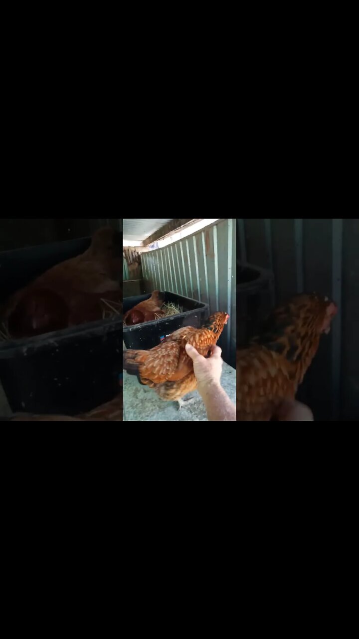 Good morning Chook chook are you going to lay an egg in Forests box