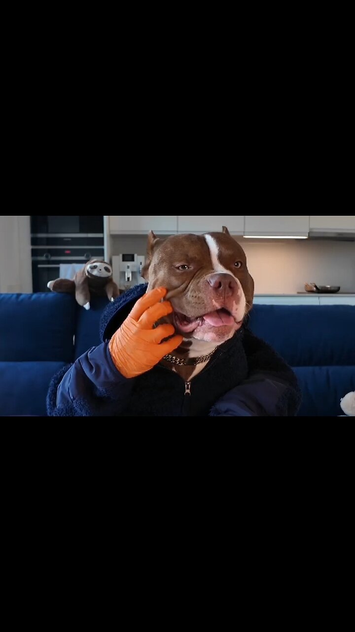 Choco Eats English Breakfast with Hands | Hilarious Pitbull Food Challenge!