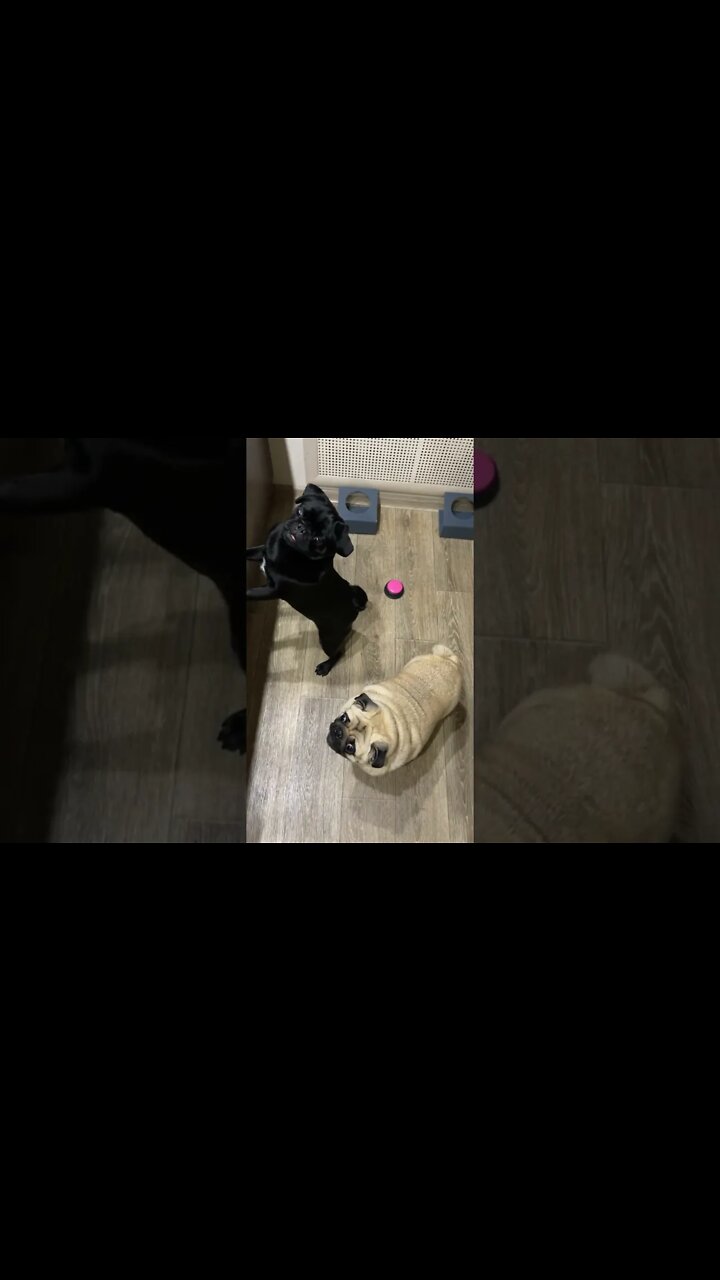 #shorts Смешные Собаки Из Тик Тока 107 Funny Dogs From Tiktok