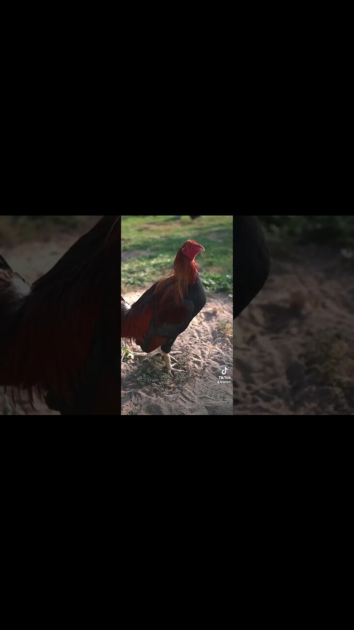 LWF Blueface bloodline explained #gamefowllife #chicken #gamefowlbreeder