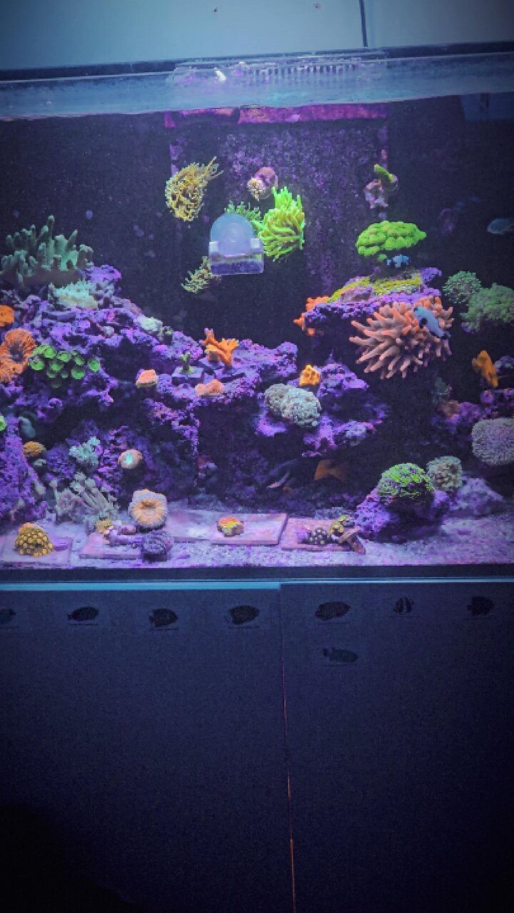 Reef tank