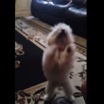 excited dancing dog