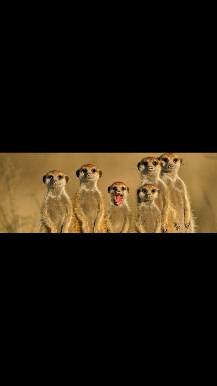 Animals Funny Dance
