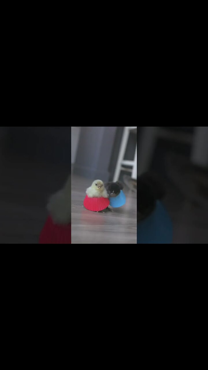 DANCING CHICKS - The Cutest Music Video EVER! #short