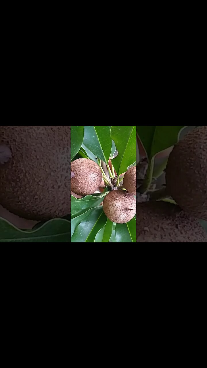 mudas com fruta pera sapoti frutinha leite cajá cambui jabuticaba pinha ...