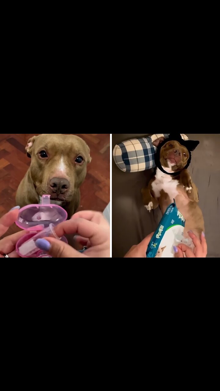 Pampered Pup Has The Most Outlandish Bedtime Routine