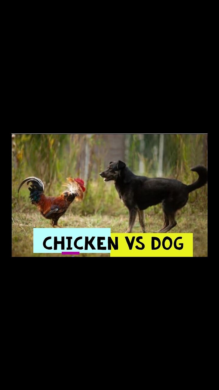 Chicken VS Dog Fight