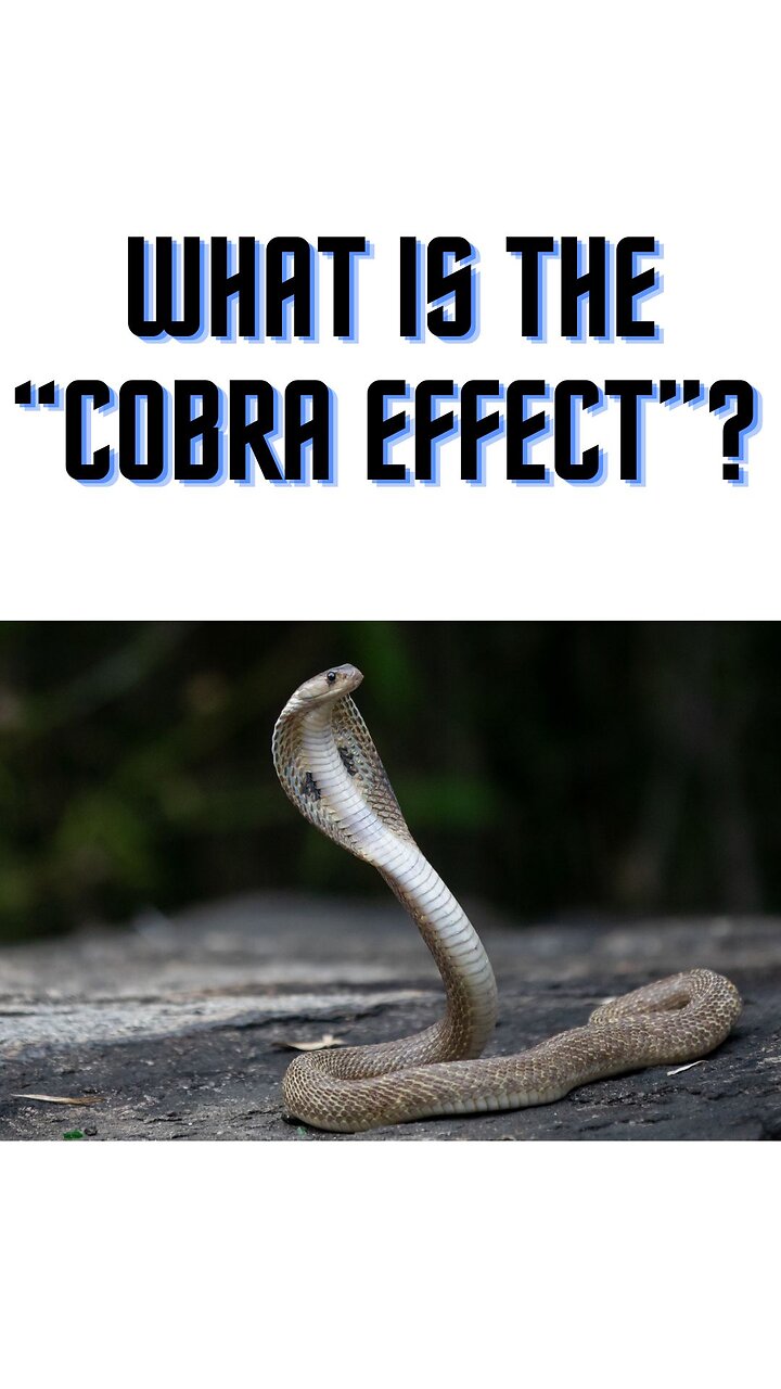 What is the “Cobra Effect”?