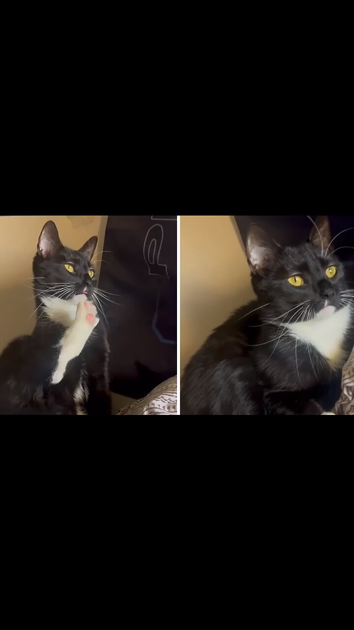 Cat has priceless reaction after spotting a bird