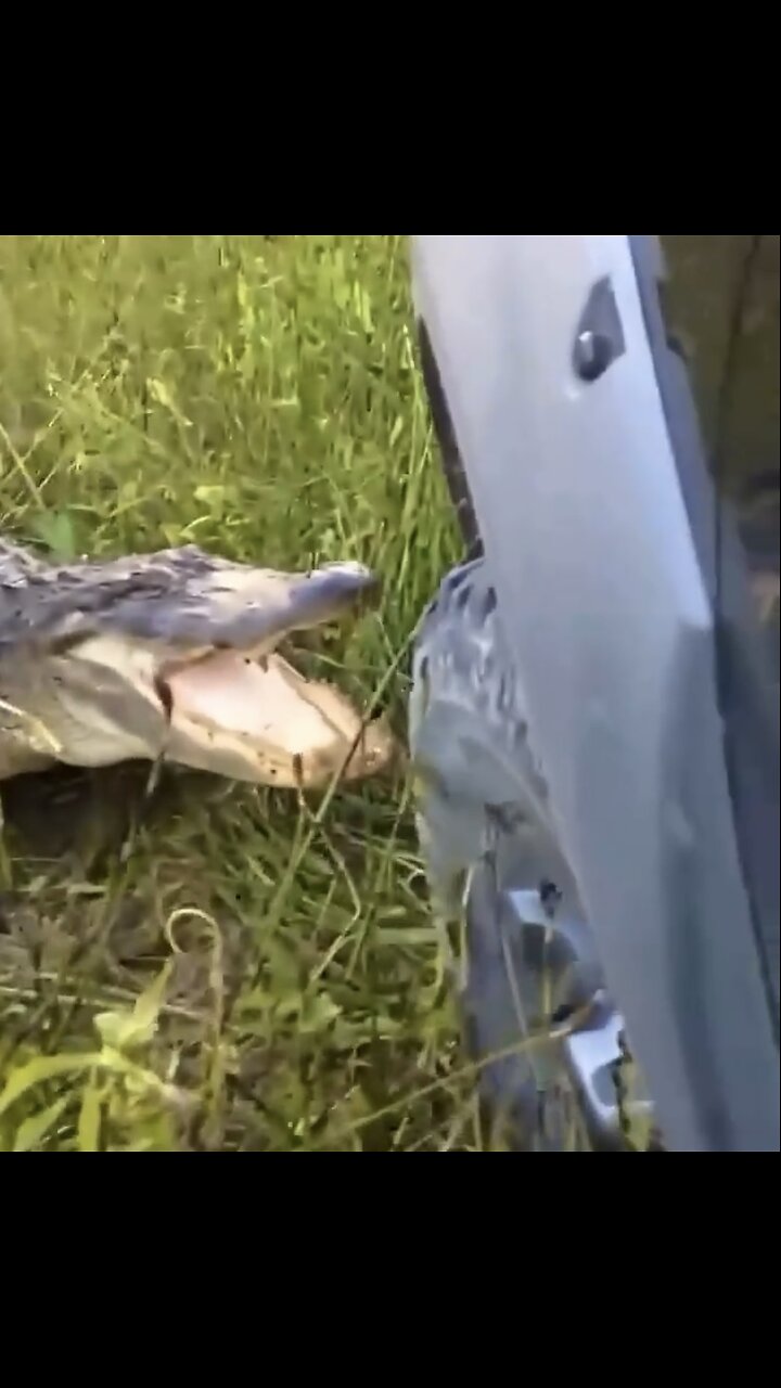 ALLIGATOR BITE’S CAR🚘🐊📸WITH ONE POWERFUL BITE🐊🚙💫