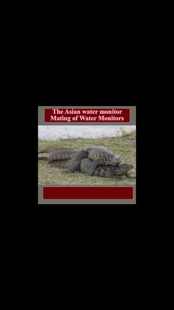 Mating of Water Monitors | The Asian Water Monitor