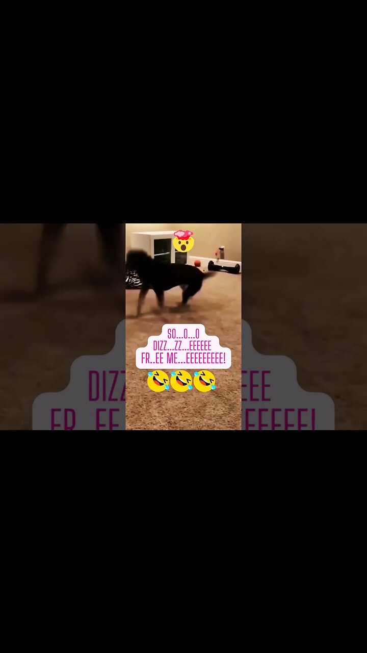 #4 Funniest Dogs Gone Viral 2023 🤣 What is he on? ROFL 😝 #shorts 🥰