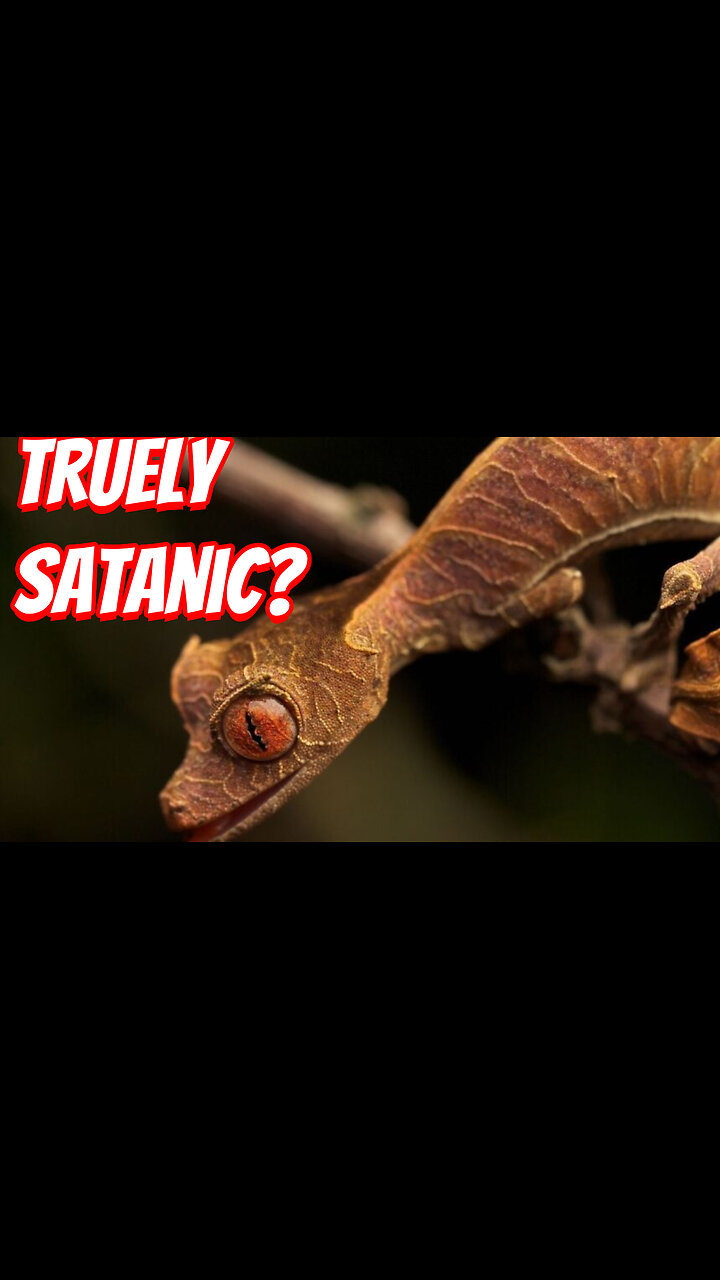 The Weirdest Satanic Gecko To Ever Live!