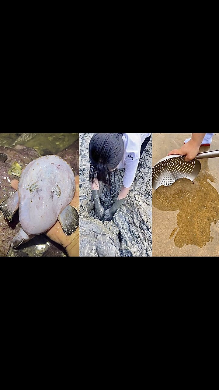 Berburu Hewan Laut Di Sekitar Pantai ASMR Hunting Sea Animals Around ...