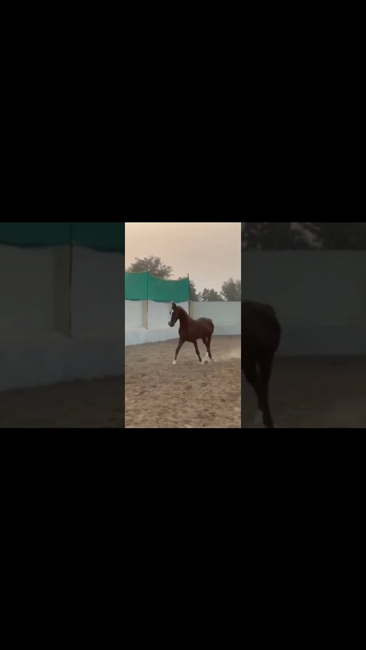 Marwari Horse India 2 || Best Marwari Horse