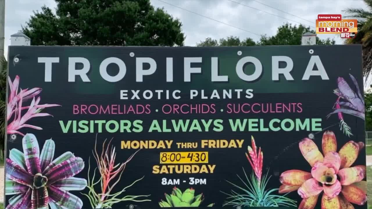 Tropiflora's tropical plants | Morning Blend