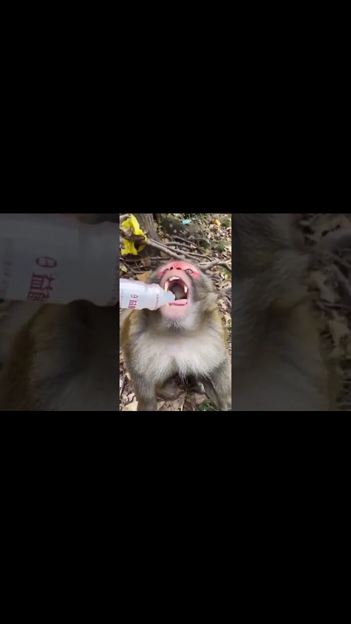 Macaco Tomando Yakult #shorts