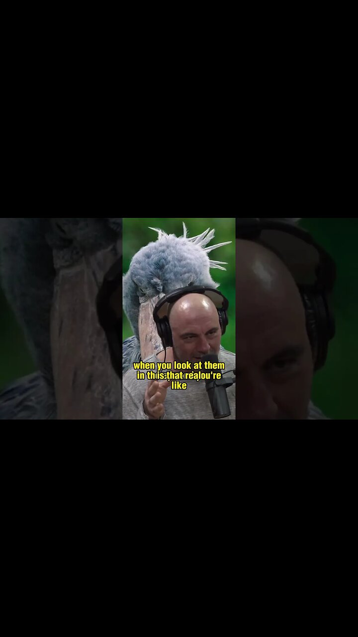 The Shoebill Bird: The Real-Life Dinosaur with an Enormous Face - Joe Rogan