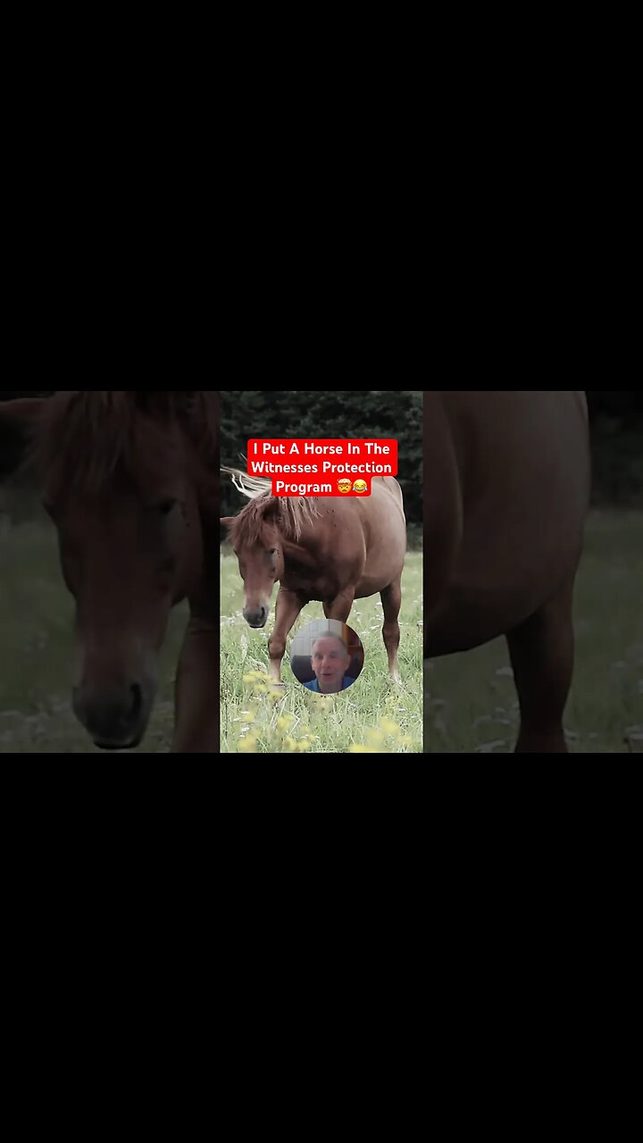 Undercover Agent Puts A Horse In The Witness Protection Program 🐎😂 # ...