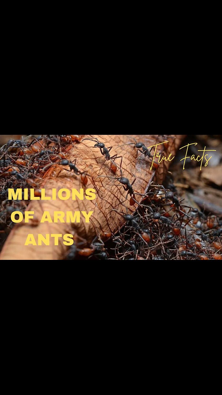 Army Ants swarm across the forest