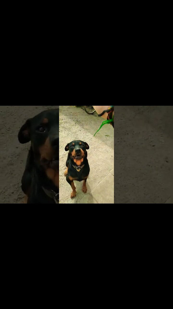 ROTTWEILER😱😱😱😱😱🔥🔥🔥#rottweiler #viral #mundoanimal #shorts #fypシ