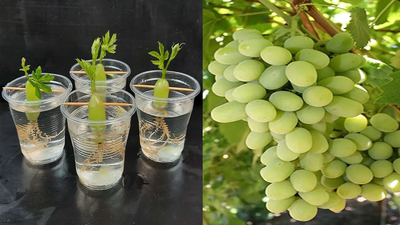 Simple method propagate grape tree with water, growing grape tree at home