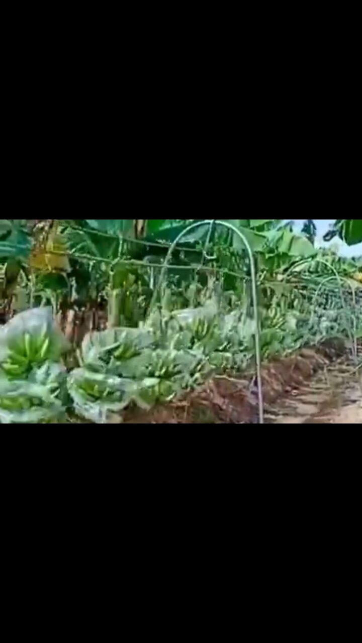modern banana plantation