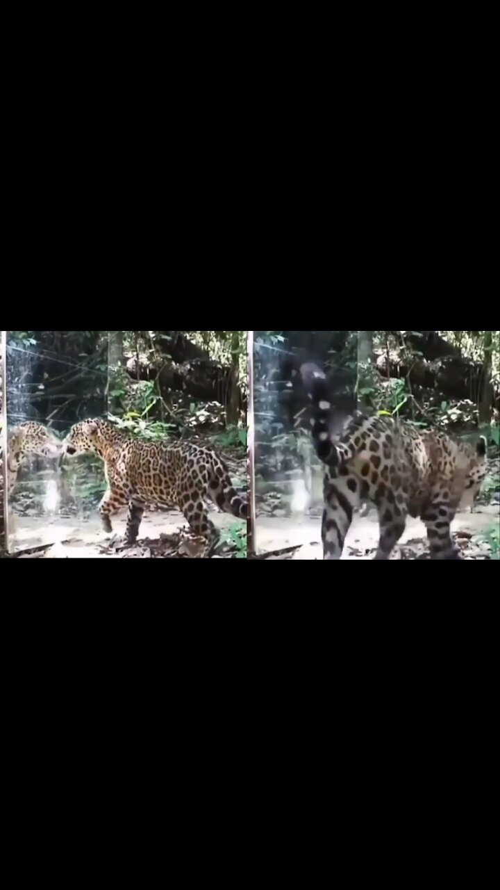 The reaction of wild animals to the mirror😂😂😂