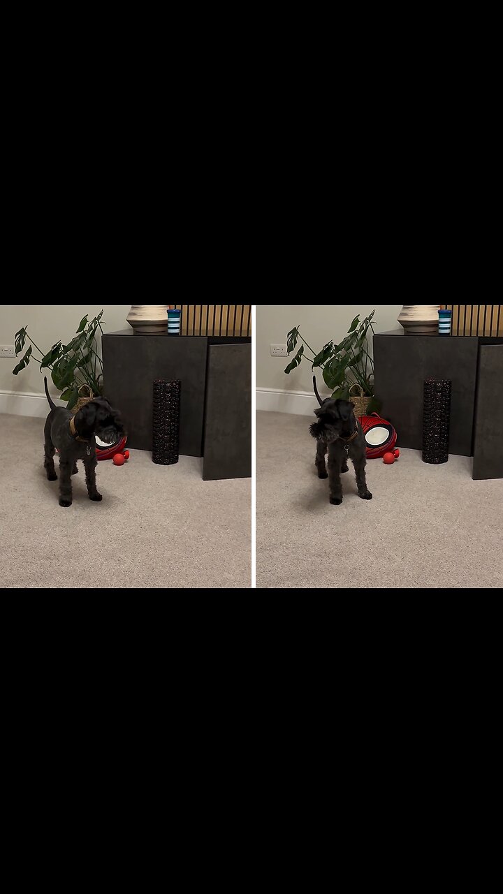 Dog Completely Baffled By Hyper Energetic Puppy