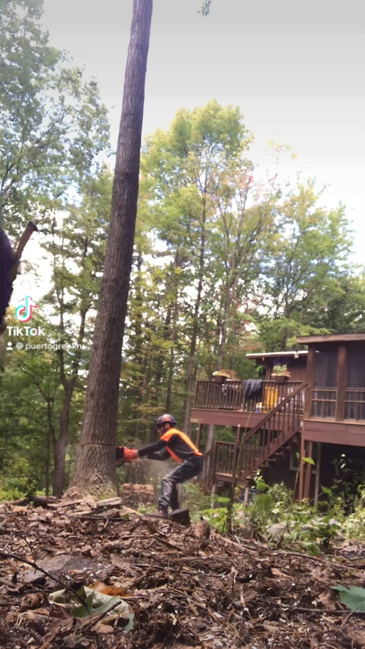 Felling a tree