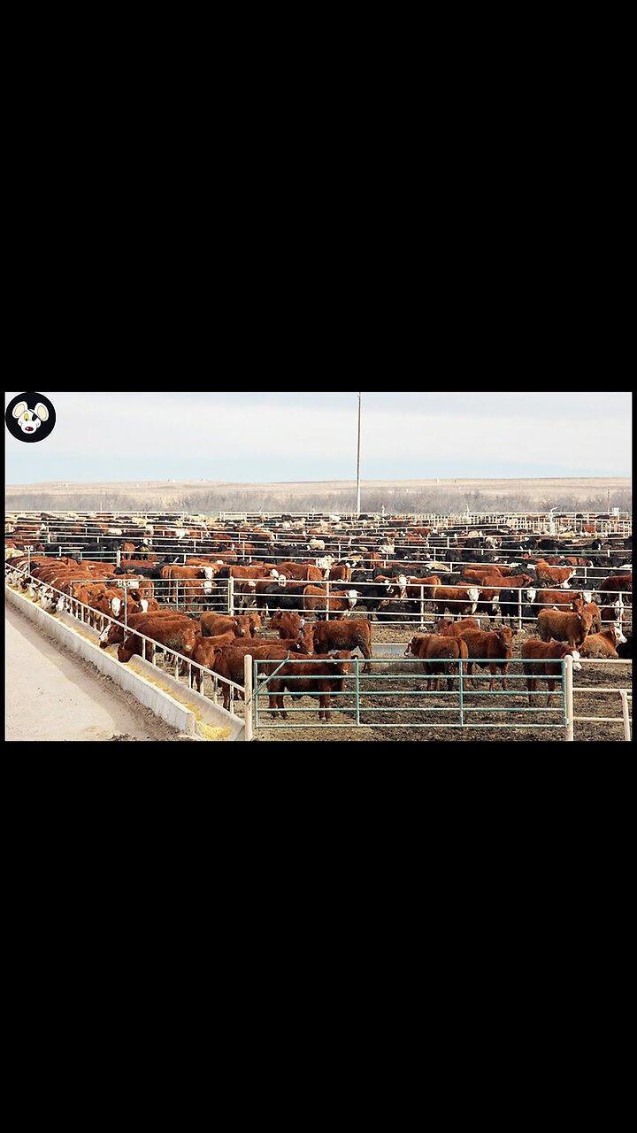 Uncovering the Reality of Beef Cattle Suffering