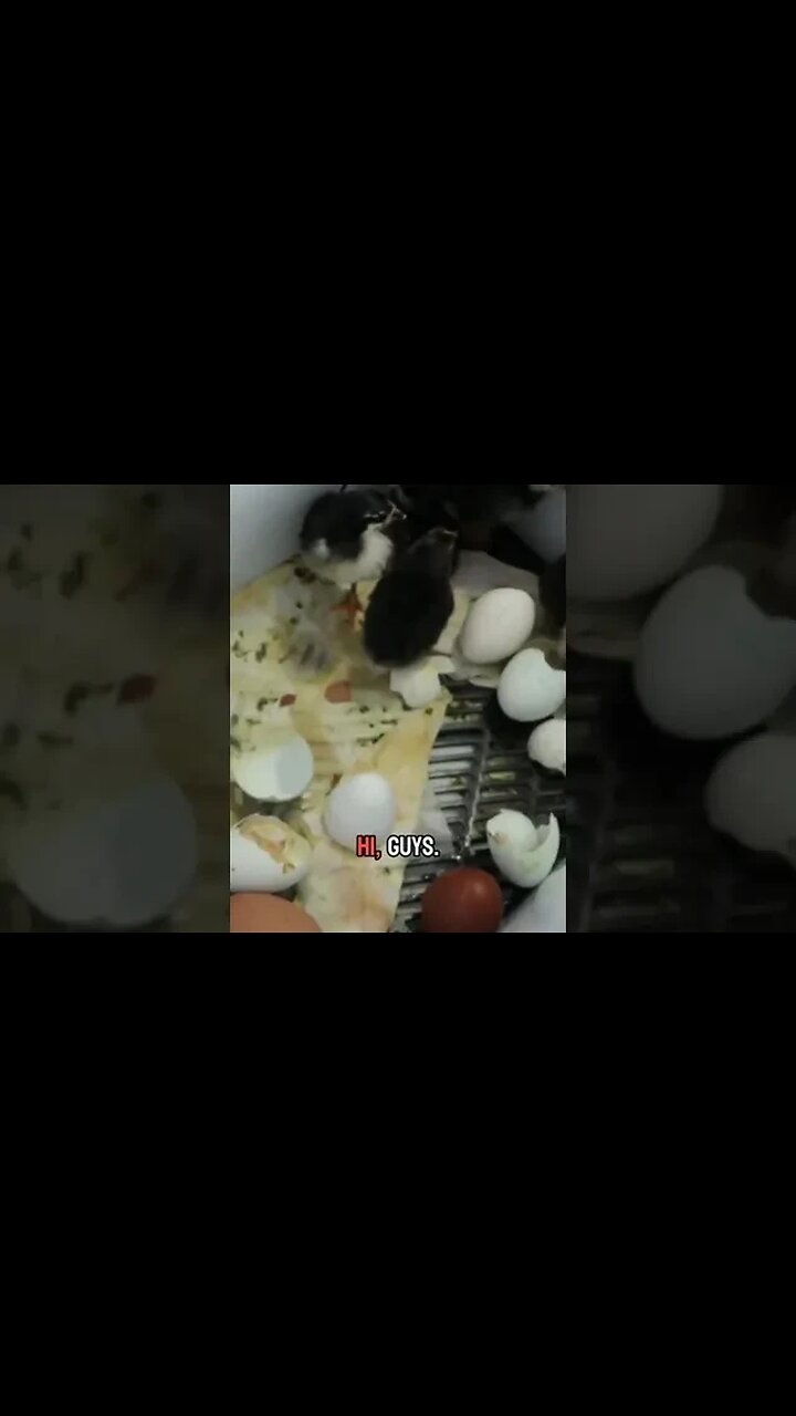 Hello, World! Unveiling Baby Chicks in the Homemade Incubator # ...