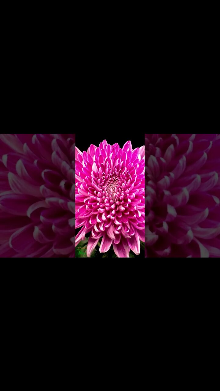 FALL MUMS: A beautiful pink chrystathemum opens its petals - incredible ...