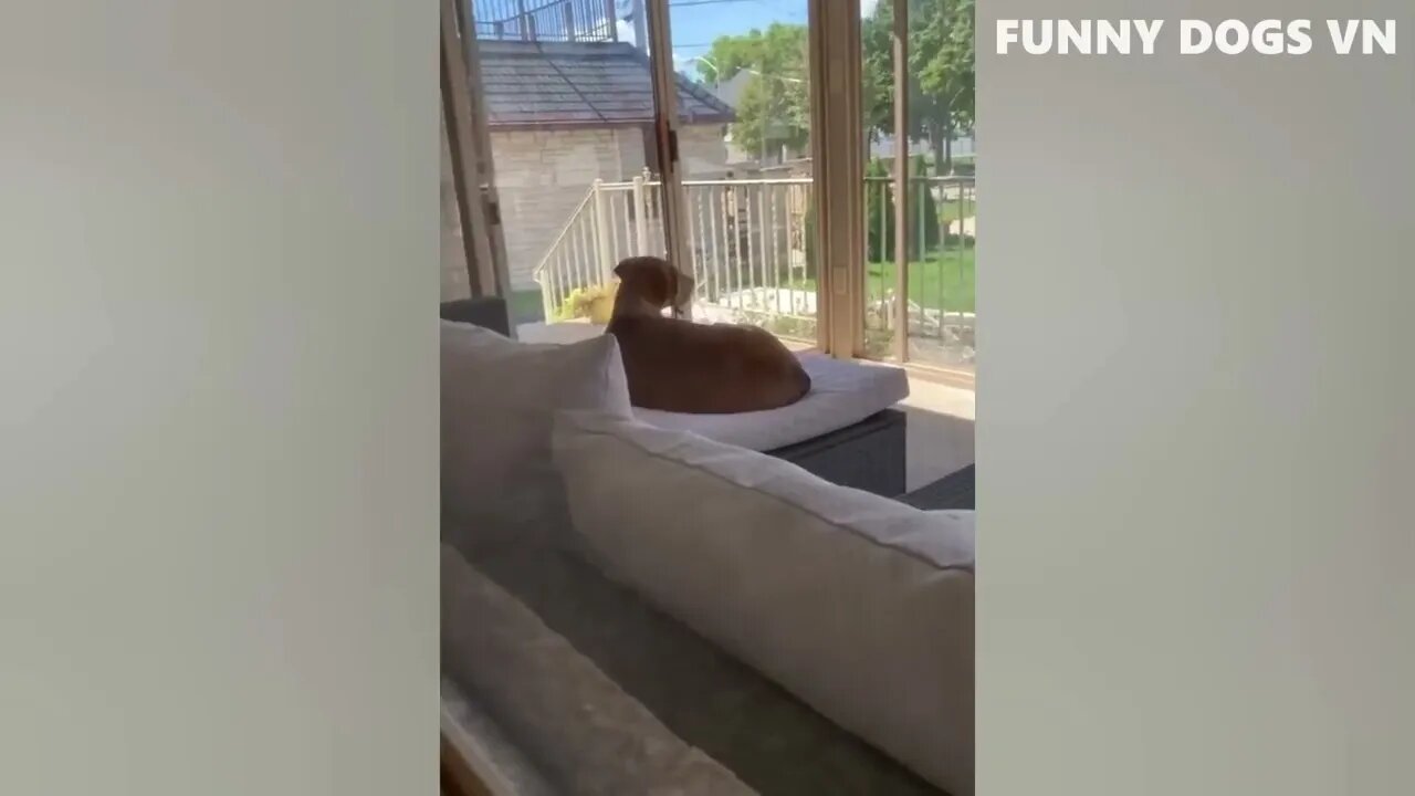 Best Funny Animal Videos Of The 2023 Funniest Cats And Dogs part2