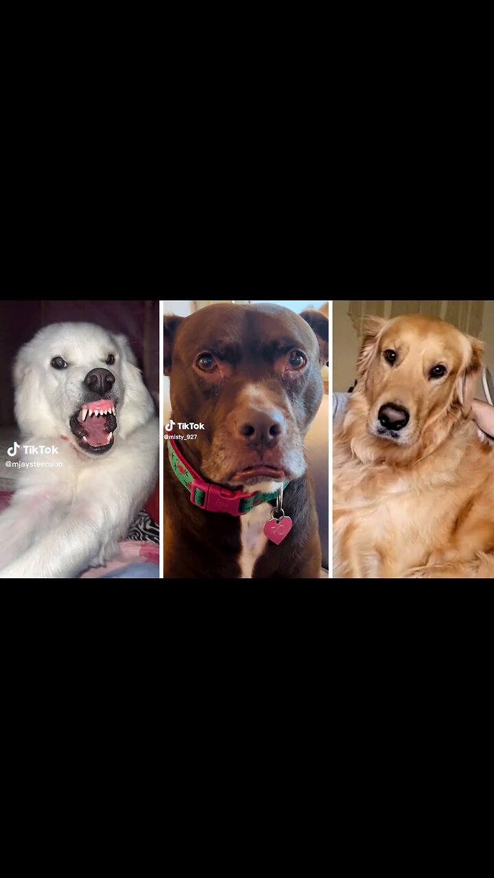 DOGS being WEIRD 😂 (Furrr-tastic Fun: The Best Funny Dog Videos) 🐶