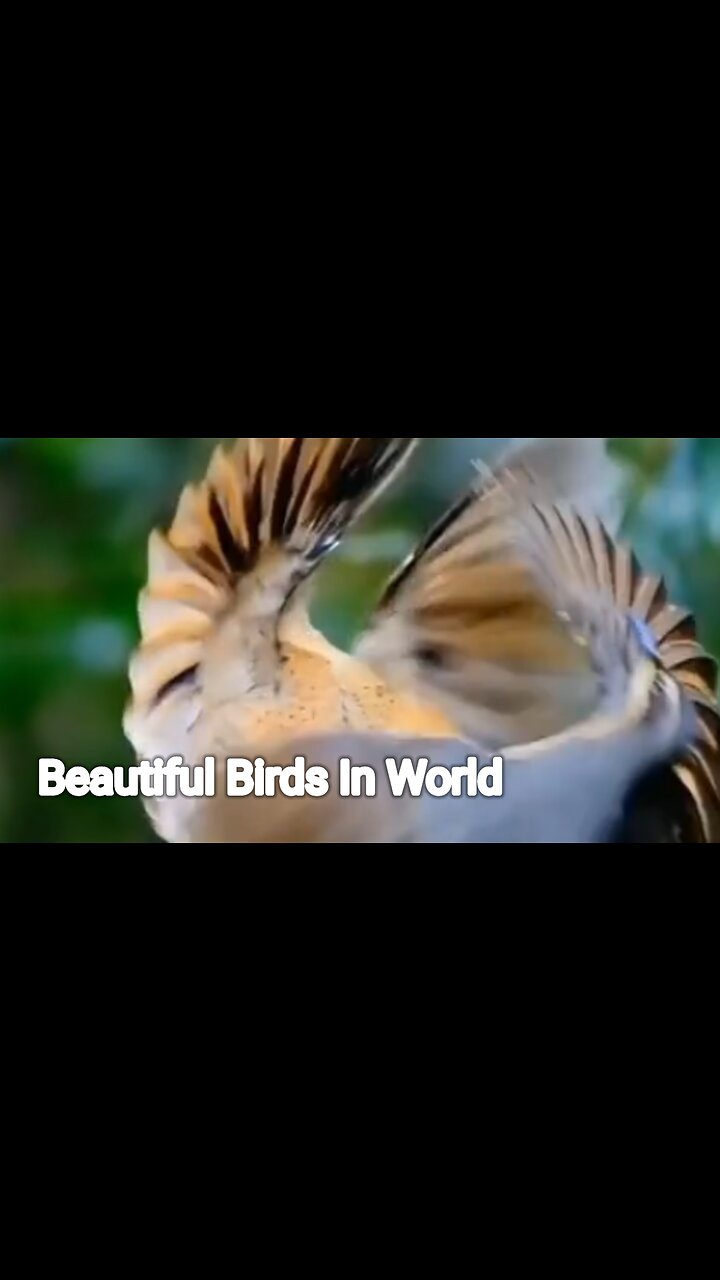 Beautiful birds dancing video captured beautiful views of birds