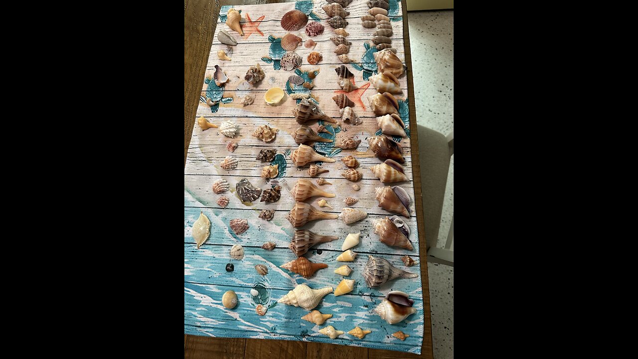 Beach Finds 8/3/2024 During Tropical Storm Debby | 4K