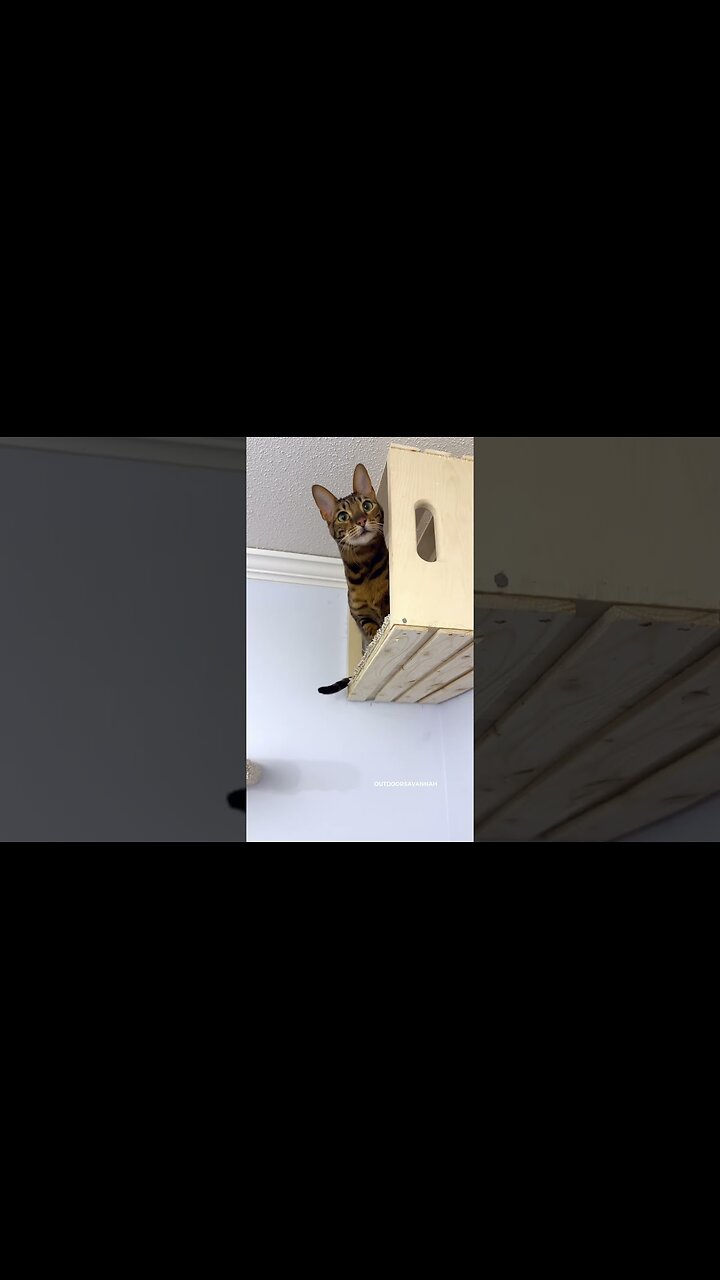 Cardboard Tube Scratching Post for a Cat